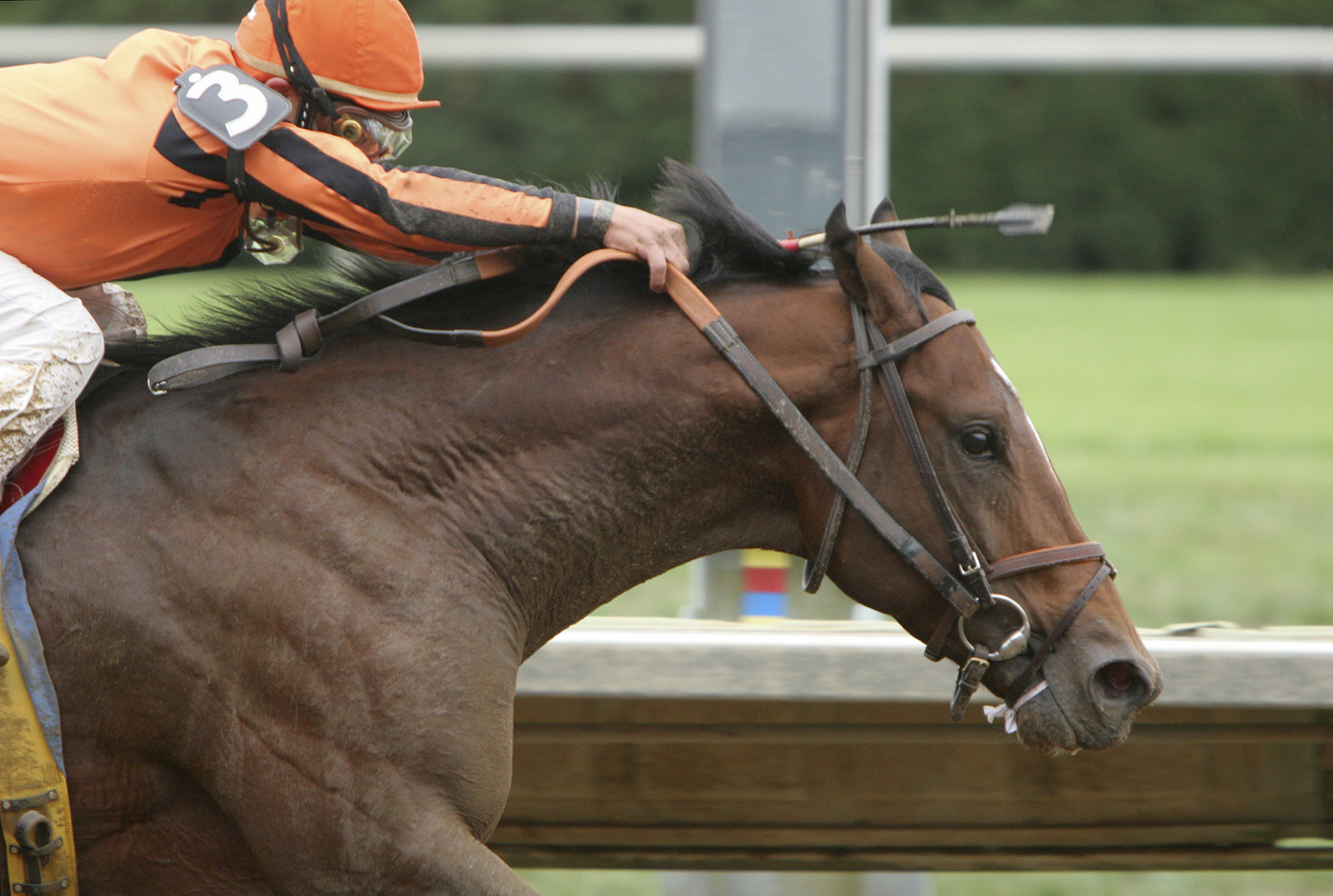 Forensic Equine Drug Testing (FEDT) - Mérieux NutriSciences (MxNS)